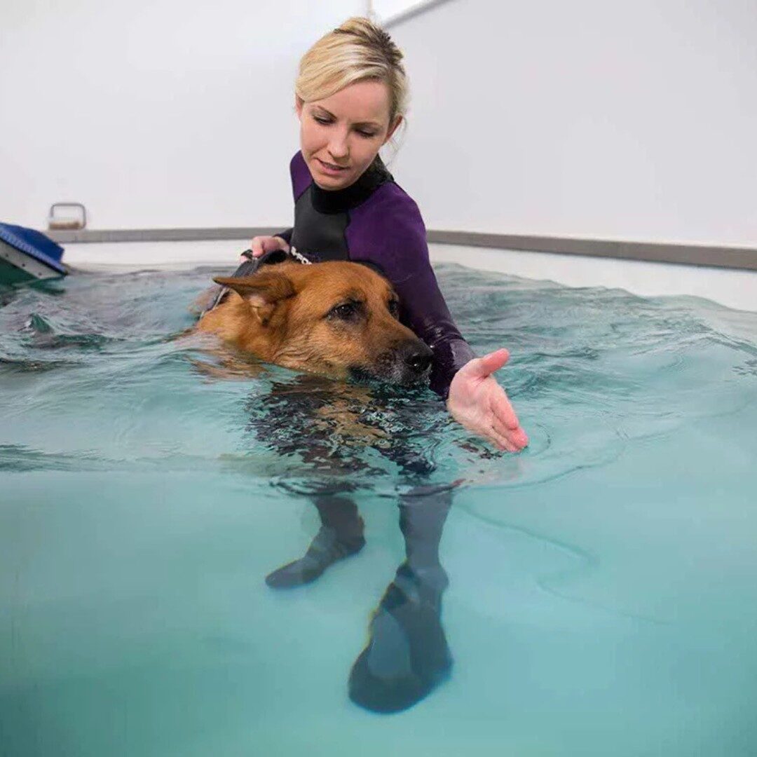 Home - Snout and About